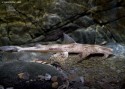Bagarius suchus – Crocodile Catfish — Seriously Fish