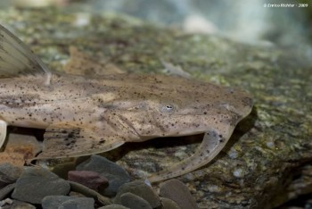 Bagarius suchus – Crocodile Catfish — Seriously Fish