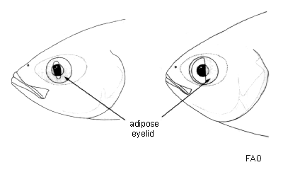 adipose eyelid — Seriously Fish
