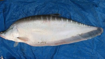 Chitala chitala – Indian Featherback (Mystus chitala, Notopterus ...