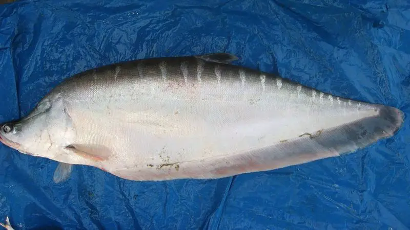 Chitala chitala – Indian Featherback (Mystus chitala, Notopterus ...