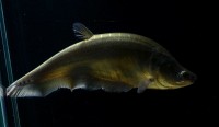 Chitala chitala – Indian Featherback (Mystus chitala, Notopterus ...
