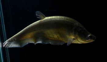 Chitala chitala – Indian Featherback (Mystus chitala, Notopterus ...
