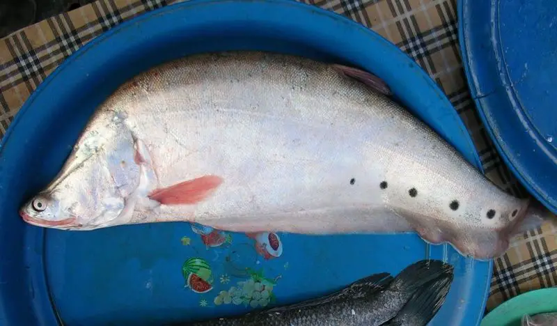 Chitala ornata – Clown Featherback (Notopterus ornatus, Notopterus ...