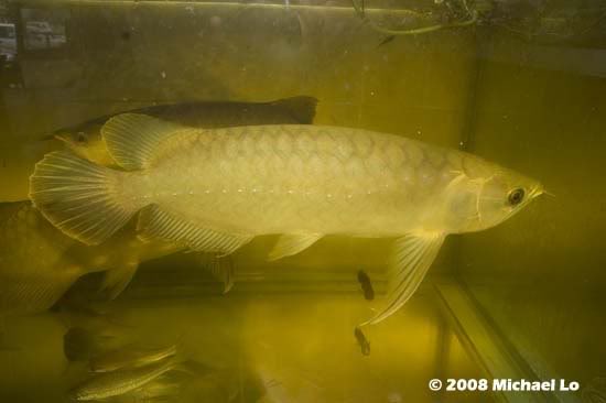 Scleropages formosus – Asian Arowana (Scleropages macrocephalus ...