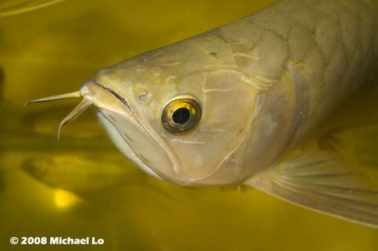 Scleropages formosus – Asian Arowana (Scleropages macrocephalus ...