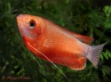 Trichogaster chuna – Honey Gourami (Colisa chuna, Trichopodus sota ...