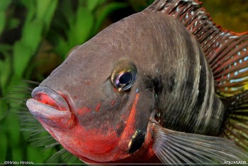 Thorichthys meeki – Firemouth Cichlid (Cichlasoma meeki, Herichthys ...