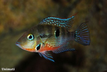 Thorichthys meeki – Firemouth Cichlid (Cichlasoma meeki, Herichthys ...