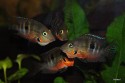 Thorichthys meeki – Firemouth Cichlid (Cichlasoma meeki, Herichthys ...