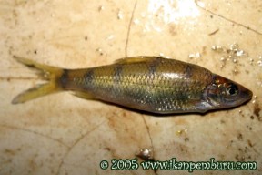Acrossocheilus iridescens (Cyclocheilichthys iridescens, Barbus ...