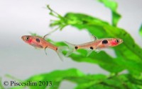 Boraras maculatus – Dwarf Rasbora (Rasbora maculata) — Seriously Fish