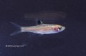 Brevibora dorsiocellata – Eyespot Rasbora (Rasbora dorsiocellata ...