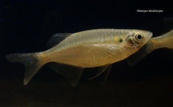 Chela cachius – Neon Hatchet Fish (Cyprinus cachius) — Seriously Fish