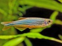 Brachydanio kyathit – Orange-Finned ‘Danio’ (Danio kyathit) — Seriously ...
