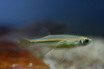 Laubuka fasciata – Malabar Hatchet Chela (Chela fasciata, Laubuca ...