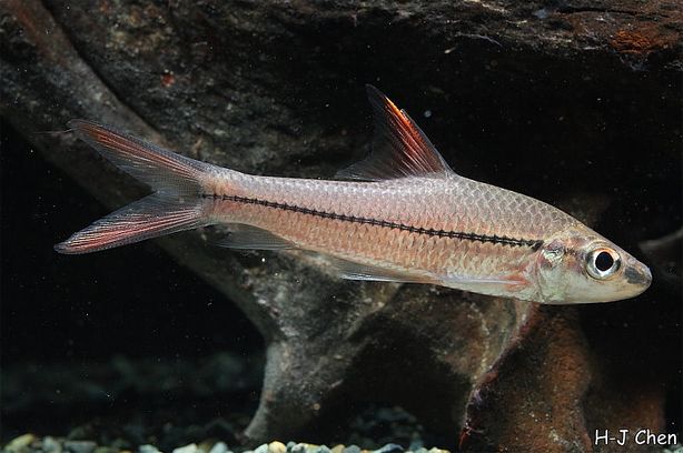 Cyclocheilichthys janthochir (Systomus janthochir) — Seriously Fish