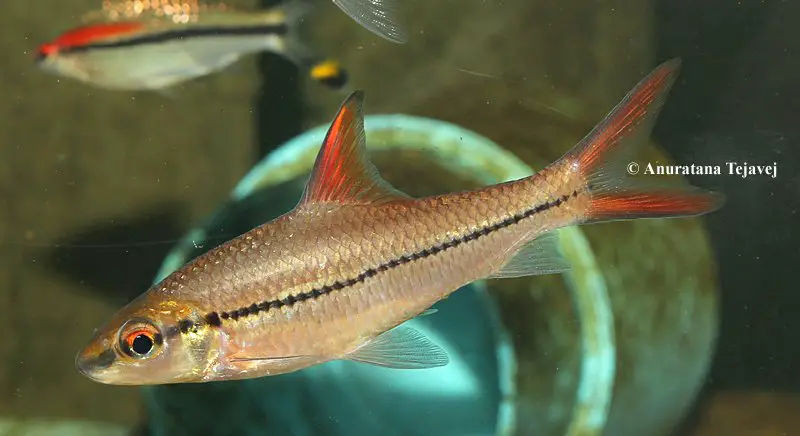 Cyclocheilichthys janthochir (Systomus janthochir) — Seriously Fish