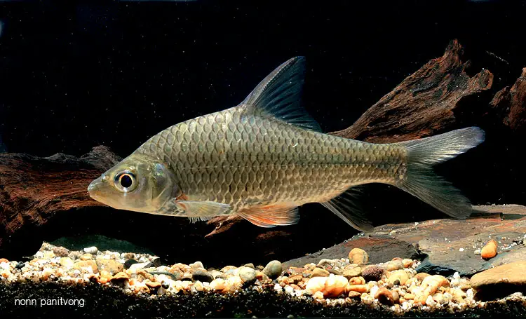 Cyclocheilichthys - Alchetron, The Free Social Encyclopedia