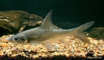 Cyclocheilos enoplos (Cyclocheilichthys enoplos, Cyclocheilichthys ...