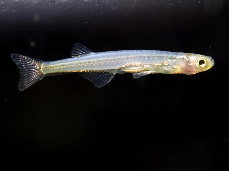 Danionella translucida — Seriously Fish