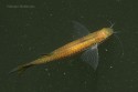 Esomus danrica – Flying Barb (Esomus lineatus, Esomus manipurensis ...