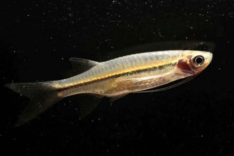 Esomus longimanus – Mekong Flying Barb (Nuria longimana, Esomus ...