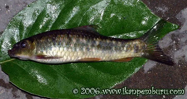 Garra bispinosa — Seriously Fish