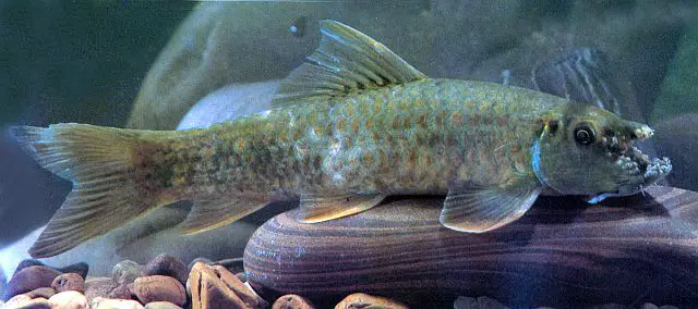 Garra orientalis (Garra rhynchota, Garra schismatorhyncha) — Seriously Fish
