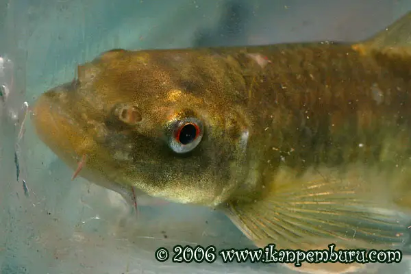 Garra qiaojiensis — Seriously Fish