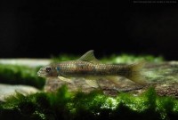 Garra rufa – Doctor Fish (Discognathus crenulatus, Garra rufa ...