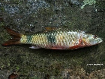Hampala bimaculata (Barbus hampal var. bimaculata) — Seriously Fish
