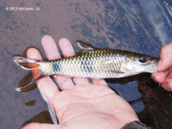 Hampala bimaculata (Barbus hampal var. bimaculata) — Seriously Fish