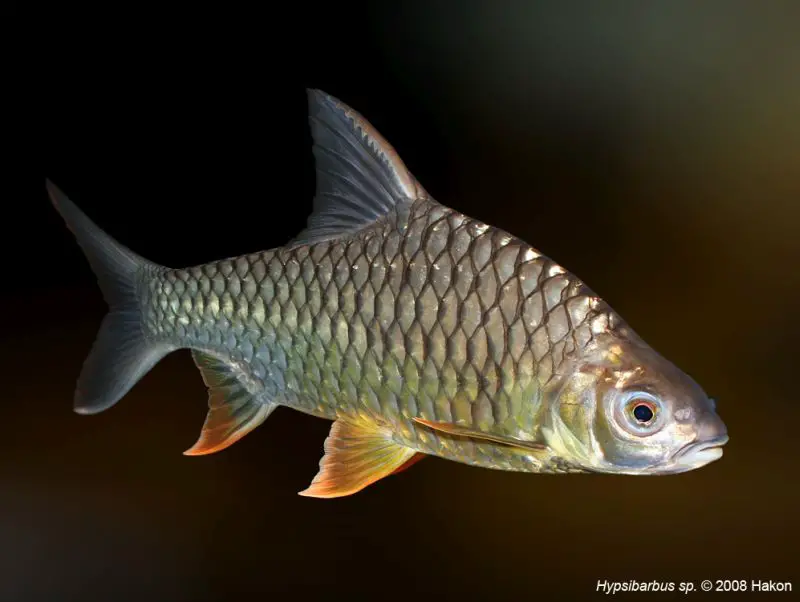 Hypsibarbus wetmorei (Puntius daruphani, Barbus beasleyi) — Seriously Fish