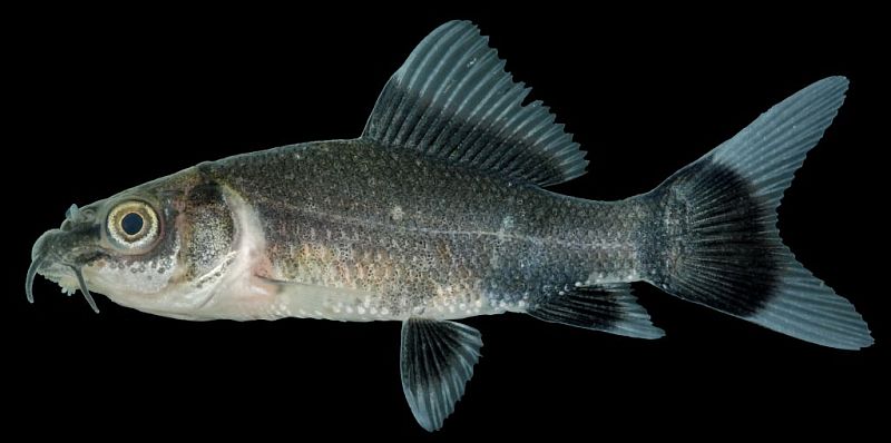 Labeo chrysophekadion – Black Shark (Rohita chrysophekadion, Morulius ...