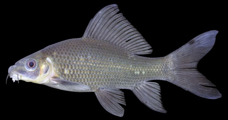 Labeo chrysophekadion – Black Shark (Rohita chrysophekadion, Morulius ...