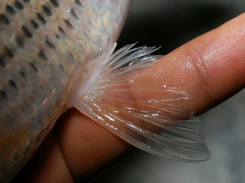 Labiobarbus fasciatus (Dangila fasciata, Dangila taeniata) — Seriously Fish