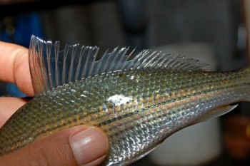 Labiobarbus fasciatus (Dangila fasciata, Dangila taeniata) — Seriously Fish