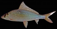 Labiobarbus leptocheilus (Labiobarbus lineatus, Dangila berdmorei ...
