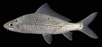 Labiobarbus leptocheilus (Labiobarbus lineatus, Dangila berdmorei ...