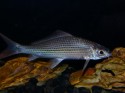 Labiobarbus leptocheilus (Labiobarbus lineatus, Dangila berdmorei ...