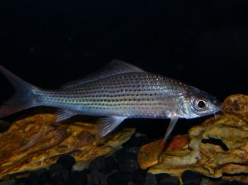 Labiobarbus leptocheilus (Labiobarbus lineatus, Dangila berdmorei ...