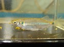 Laubuka laubuca – Indian Glass Barb (Laubuca laubuca, Chela laubuca ...
