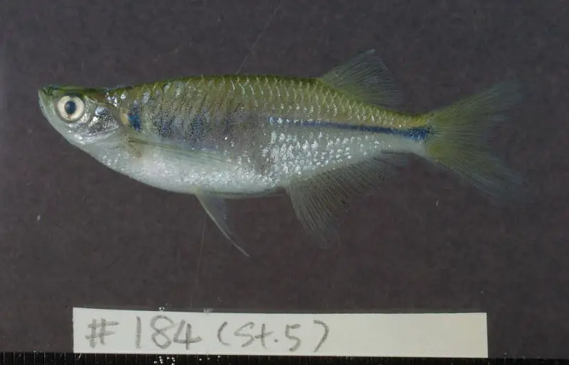 Laubuka siamensis (Laubuca siamensis) — Seriously Fish