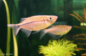 Laubuka siamensis (Laubuca siamensis) — Seriously Fish
