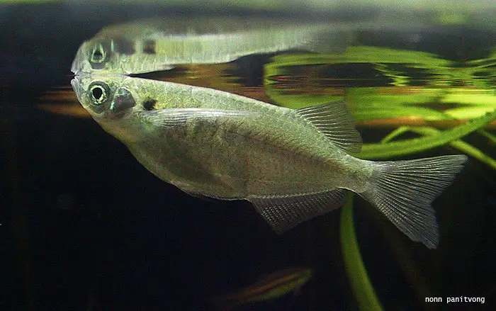 Laubuka caeruleostigmata - Alchetron, the free social encyclopedia