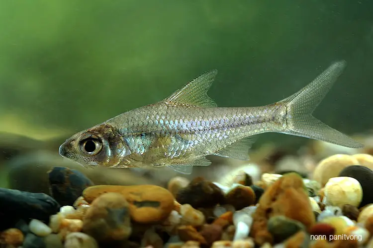 Cyclocheilichthys heteronema (Barbus heteronema) — Seriously Fish