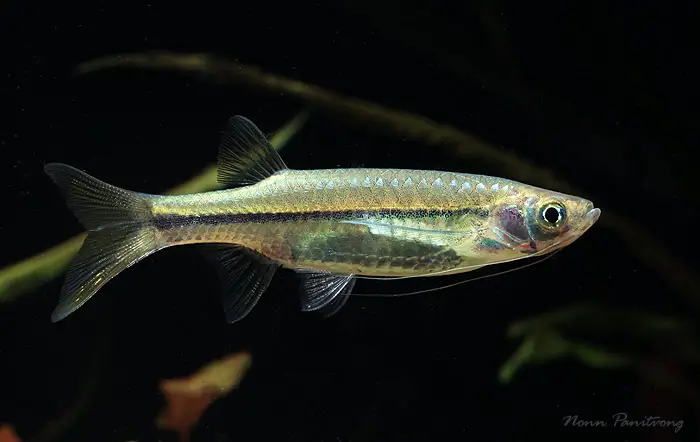 Esomus metallicus – Striped Flying Barb — Seriously Fish