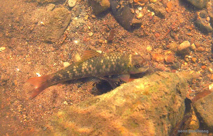 Garra notata (Platycara notata) — Seriously Fish