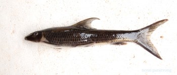 Garra theunensis — Seriously Fish
